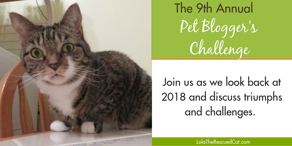 9th Annual Pet Blogger Challenge - dog and cat pet