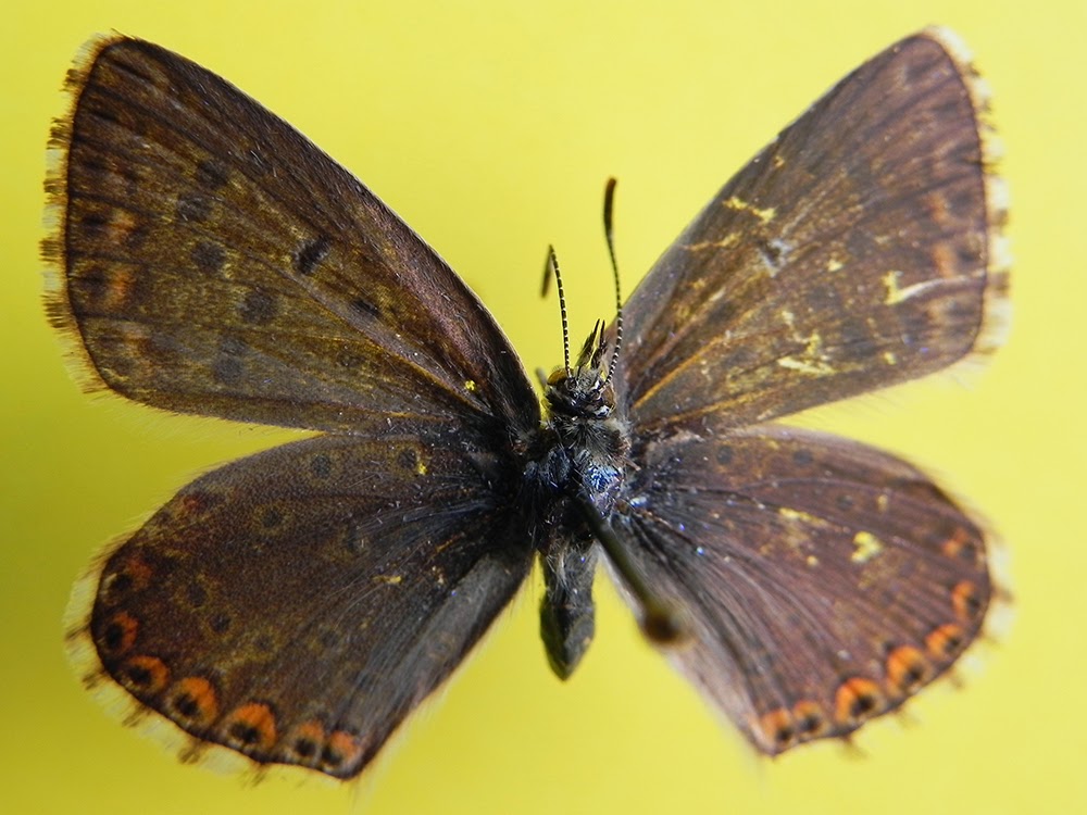 MARIPOSAS (BUTTERFLIES): Subfamilia POLYOMMATINAE Tribu POLYOMMATINI ...