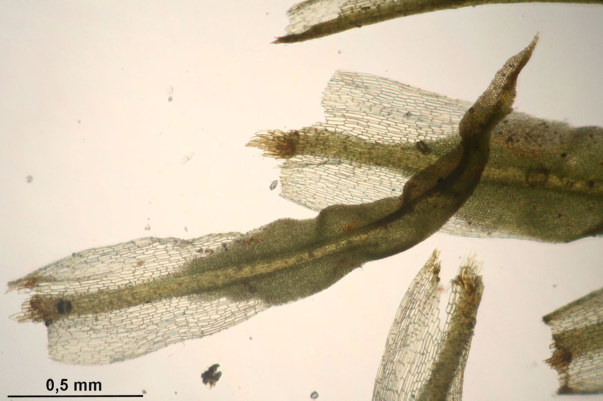 Botany Professor: Mosses of Central Florida 41. Tortella