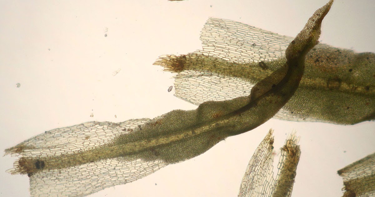 Botany Professor: Mosses of Central Florida 41. Tortella