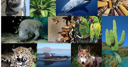 EDUCACION: la biodiversidad de Mexico