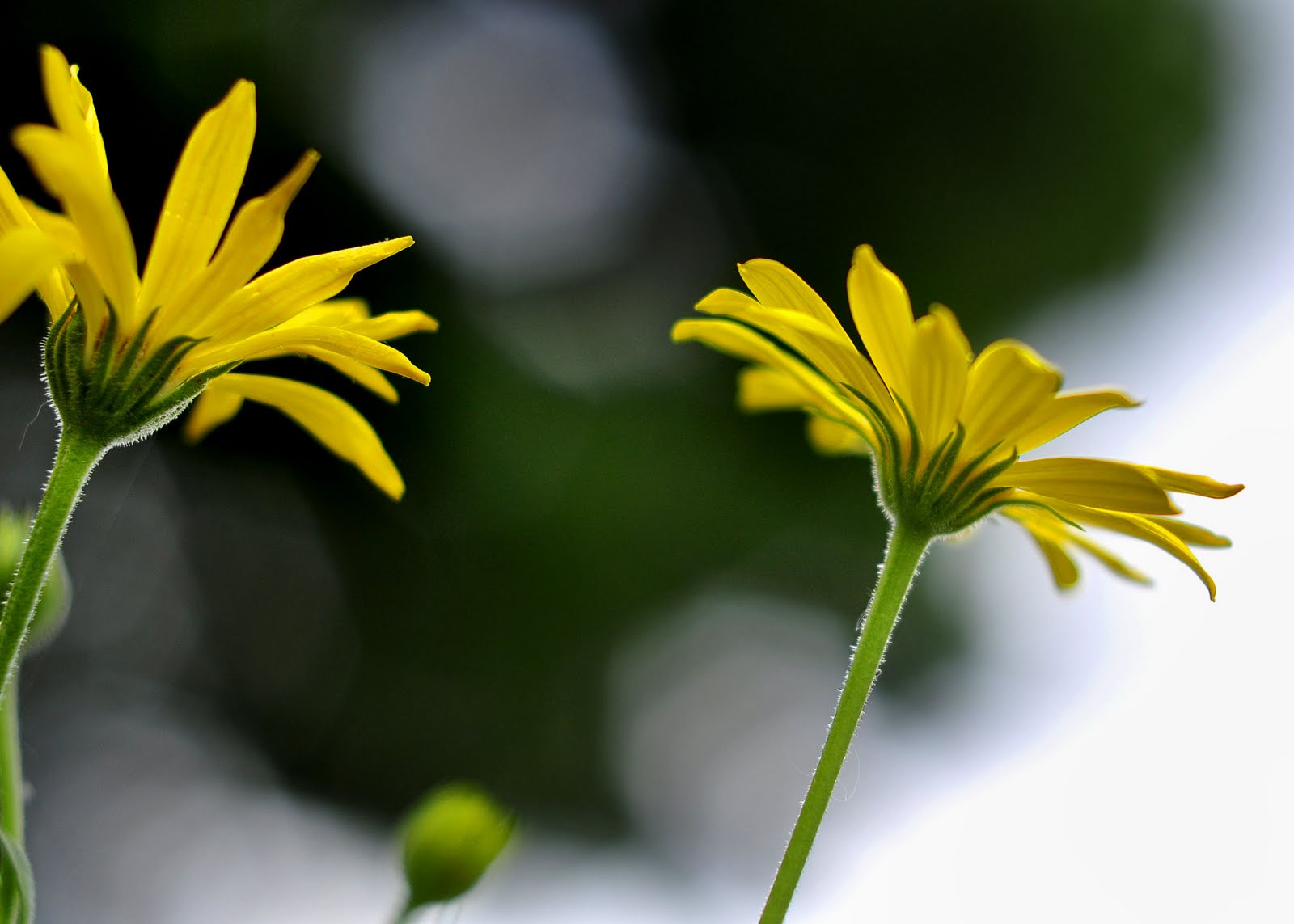 This Farm Family's Life: Crazy Days of Summer:Yellow...