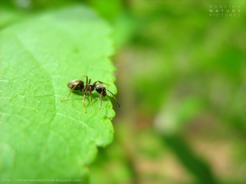 Fauna: Ants — Part 01 ~ Russian Nature Pictures