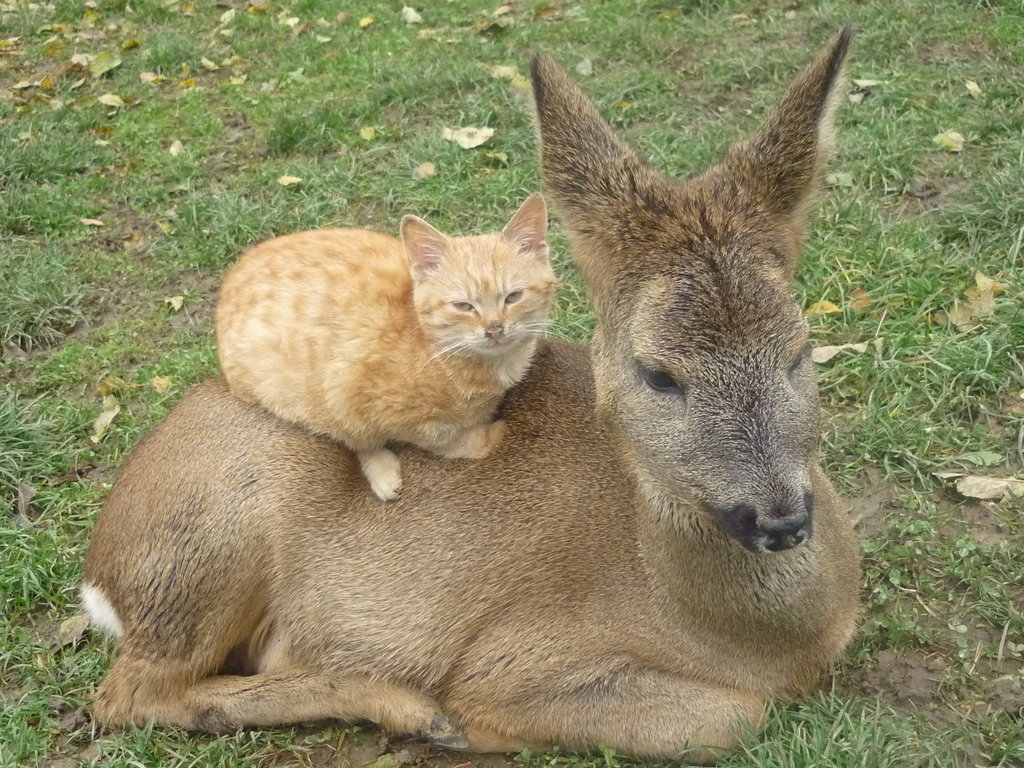 Her Peaceful Garden: Merry Christmas with Deer