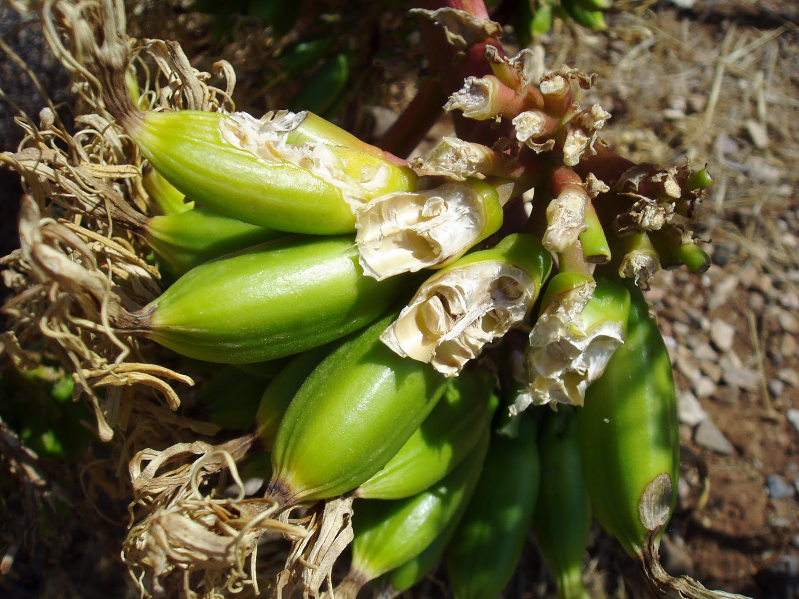 PITA: Agave americana | Plantas rioMoros