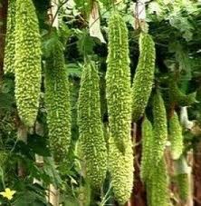 Tips budidaya pare Yang Baik dan Untung Besar | Kumpulan Tutorial Cara ...