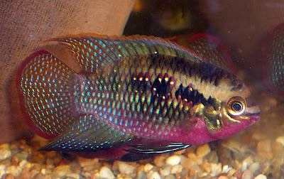 Peces y plantas ornamentales: Aequidens Dorsiger - Cíclido de pecho rojo