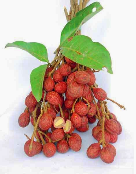 Murliani Swamp Tail: Mengenal Buah-Buahan Kalimantan