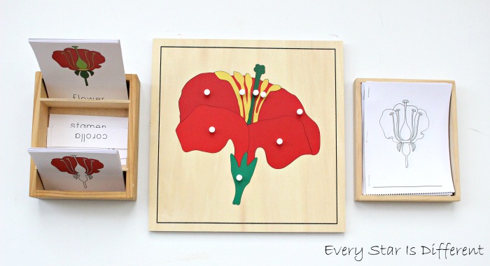 Montessori-inspired Plant Activities with Free Printables - Every Star ...