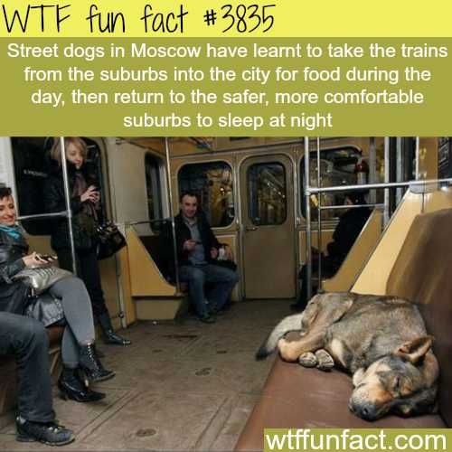 30 Random Trivia WTF Facts That Will Blow Your Mind | Amazing WTF Facts