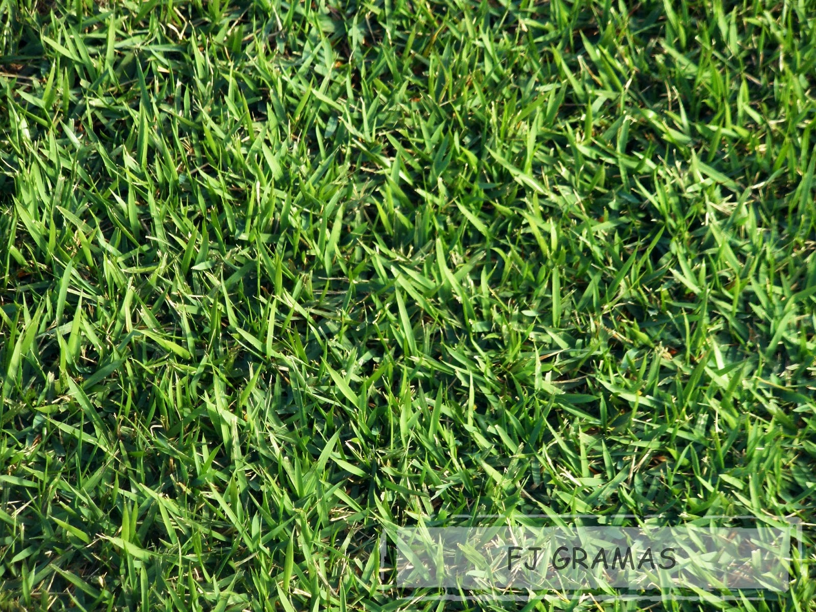 FJ GRAMAS - Comércio de Gramas Esmeralda e Sempre Verde - Antônio Carlos