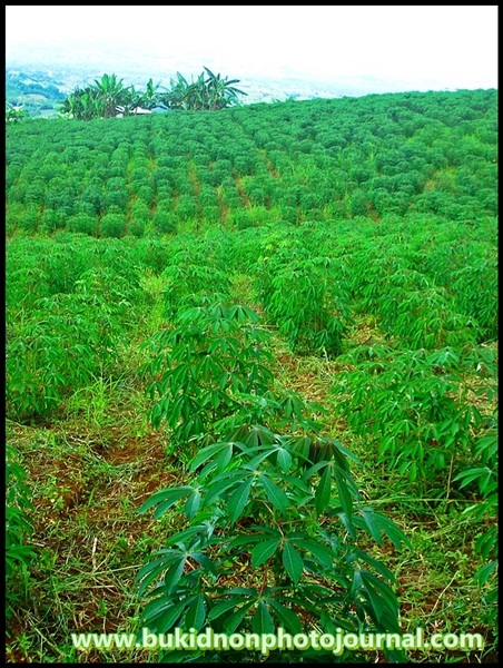 Bukidnon Photo Journal: Field Work Photos: Matampay, Kadingilan, Bukidnon