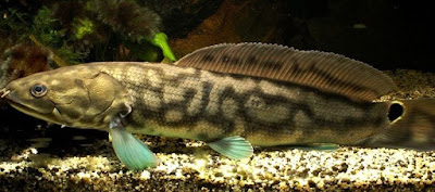 Mania de Aquário: Bowfin (Amia calva)