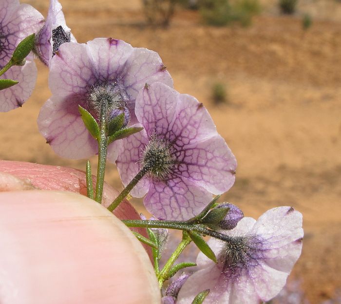 Esperance Wildflowers: Cyanostegia angustifolia - Tinsel-flower
