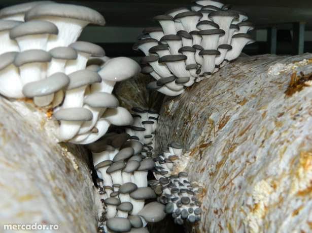 Cultivarea ciupercilor pleurotus: Incubarea sacilor insamantati cu ...