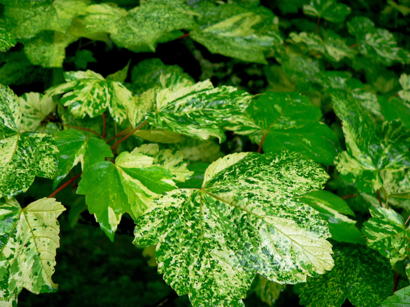 Aggregata Plants & Gardens: Visit to the historical gardens of Duneira ...