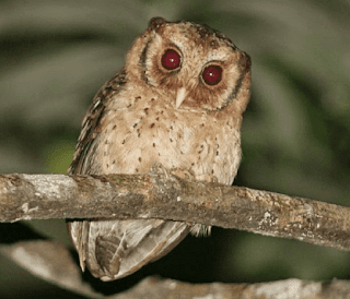 Trainning My Pet's: Pembahasan Mengenai Celepuk (Javan Scops Owl)