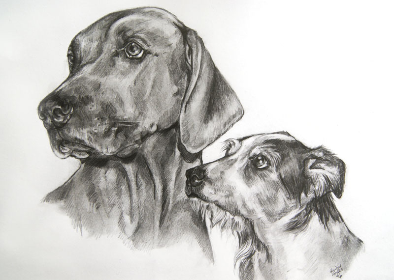 Dieren portret: Rhodesian Ridgeback en z'n vriend