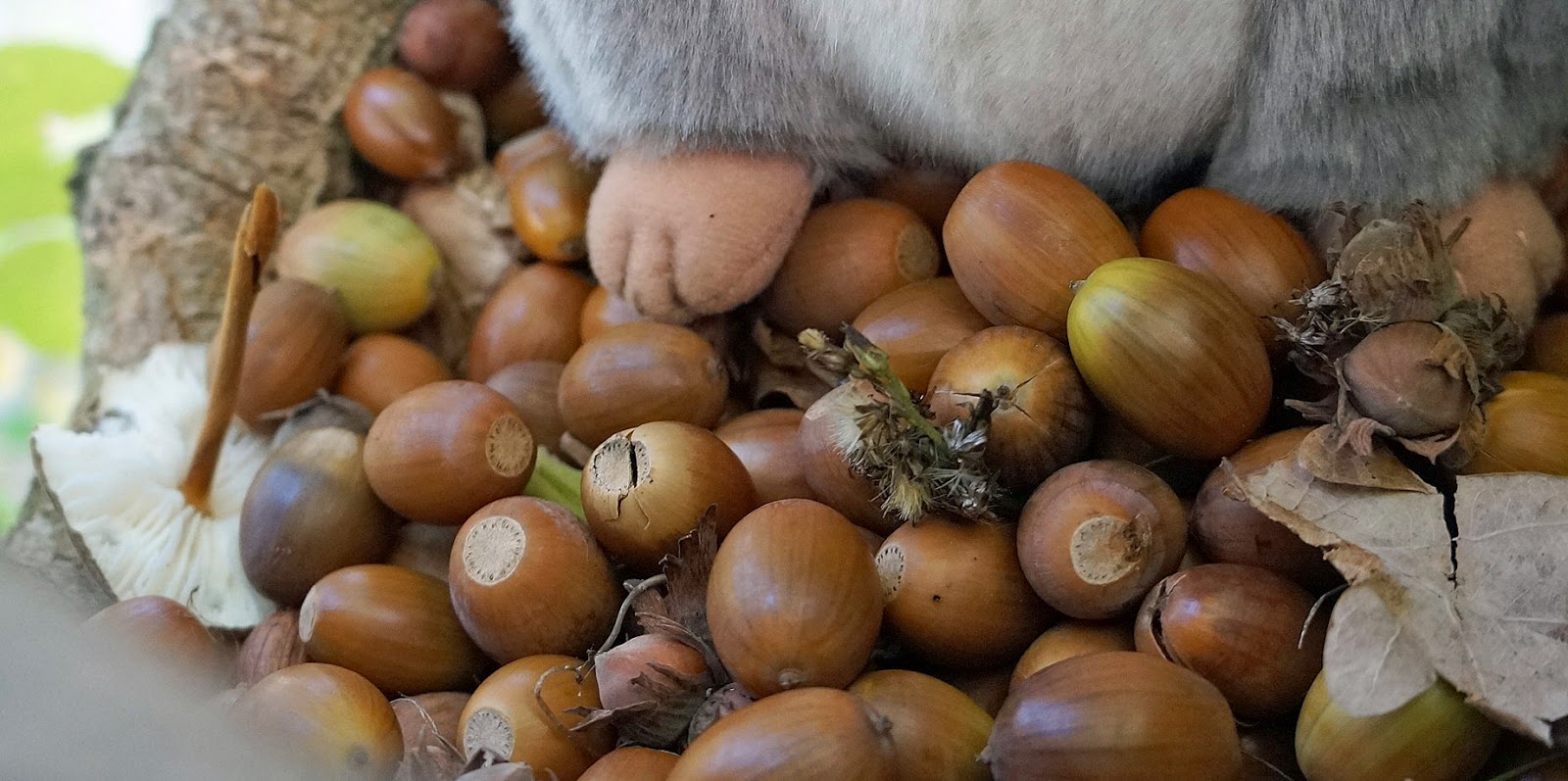 Fritidsfröken: Ekorren Ekke i änget