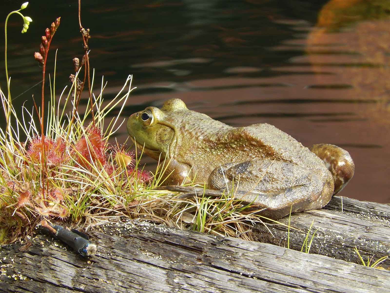 Powell River Books Blog: Coastal BC Animals: America Bullfrog