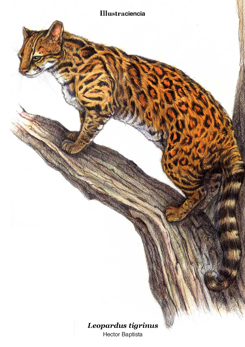 Leopardus Tigrinus - Hector Baptista