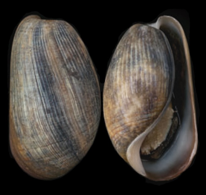 MALACOLOGÍA MEDITERRÁNEA: 2013-10-13