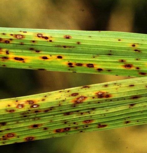 DISEASES OF CROPS : Brown Spot Disease Of Rice