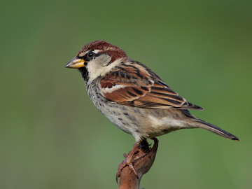 ANGELES PRADOS: GORRIÓN COMÚN