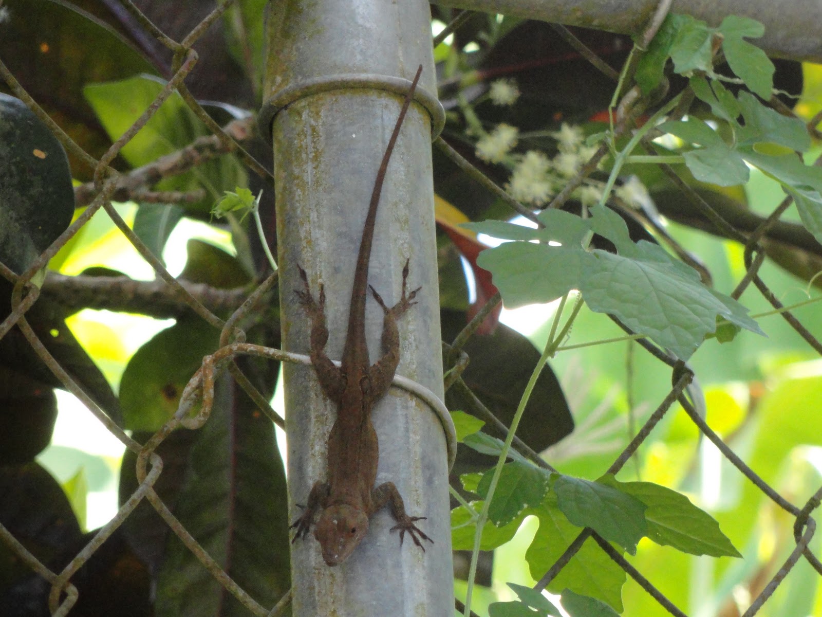 Puerto Rico desde ojos Indios: Lizards in Puerto Rico