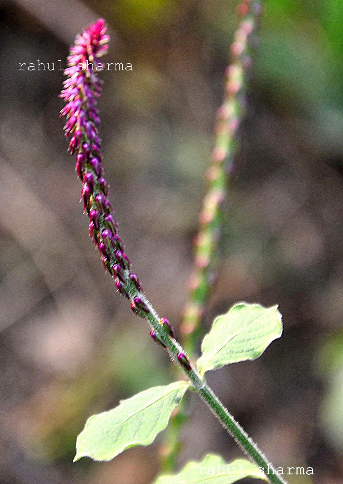 Achyranthes aspera var. perphyristachya Hook F. (Prickly Chaff-flower ...
