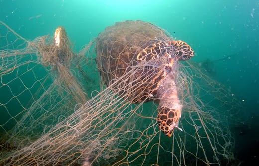 Observations in an undemocratic world: The call to cull great white sharks