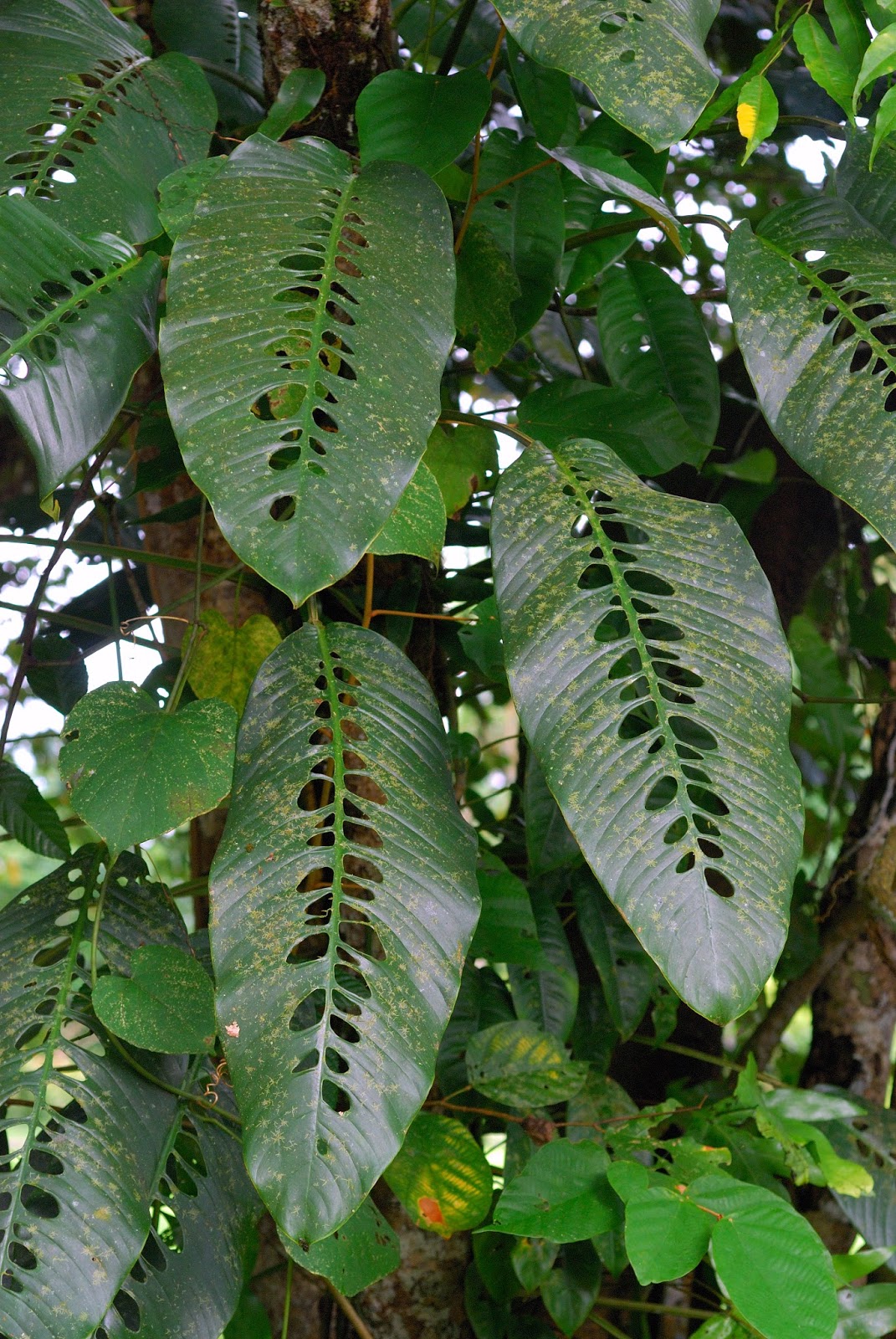 Variety of Life: Rhaphidophora