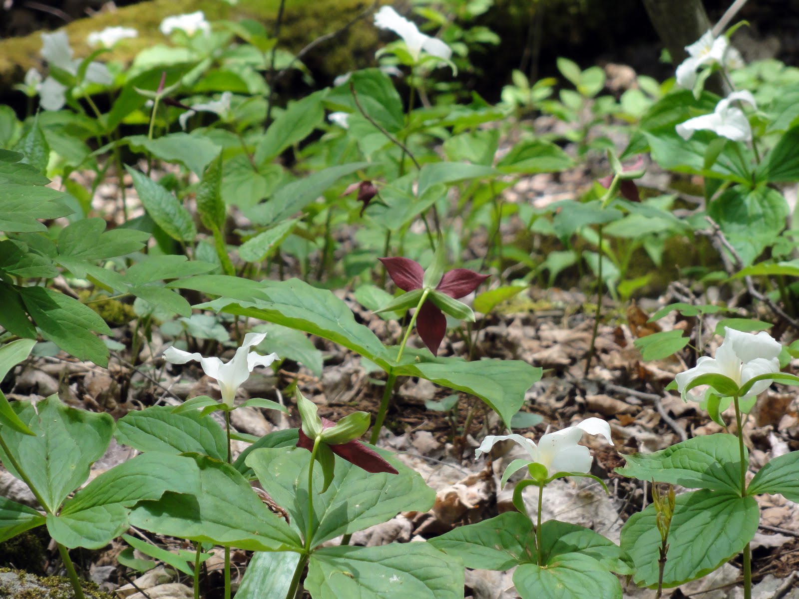 Honeysuckle Haven or Hell's Half Acre: Trillium erectum (Stinking Benjamin)