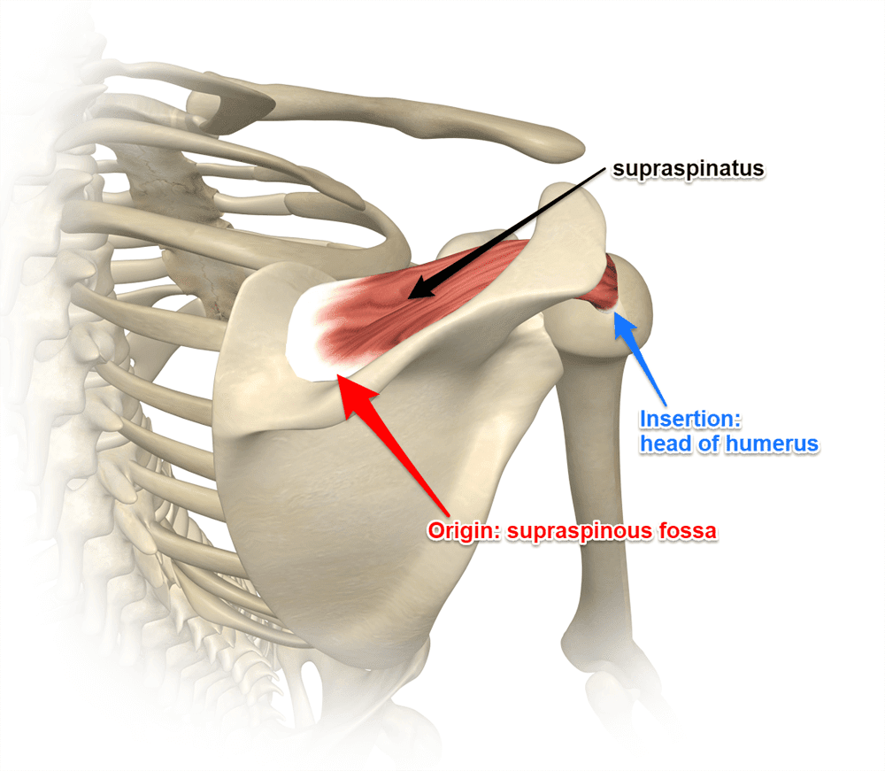 Supraspinatus muscle - Medically