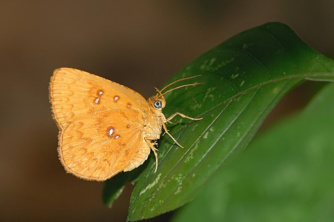 Beauty of Fauna and Flora in Nature: A Rare Skipper In the West