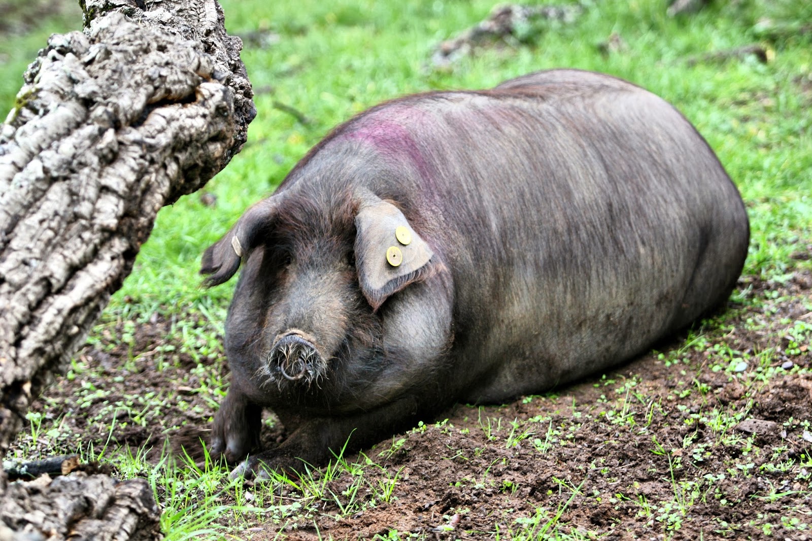 Silvio. Cortador de jamón: El cerdo 100 % ibérico terminado en ...