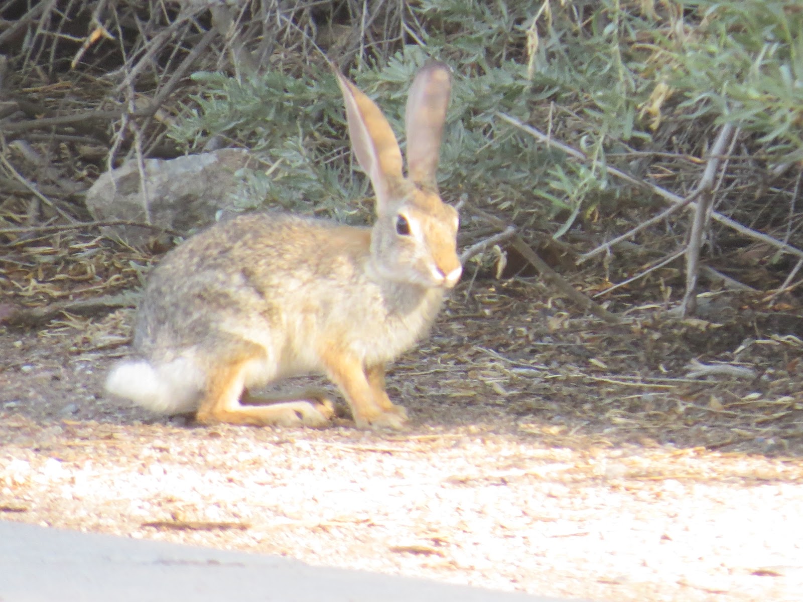 Mammals of Southern Arizona