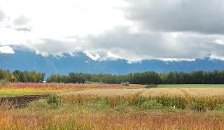 Wheatavore: VanderWeele's Wheat, Mat-Su Valley Alaska -- September 2015 ...