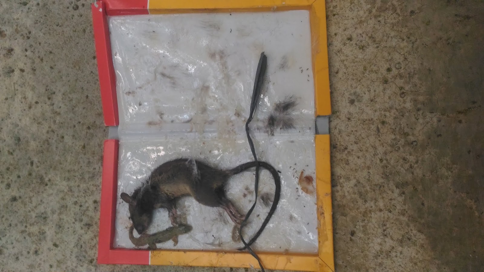 Cara Mengusir Tikus Dan Curut Dari Rumah Paling Ampuh dan Aman - suhendri22
