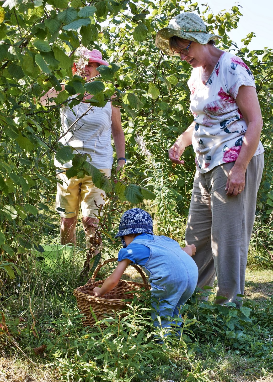 Ightham Mote Cobnuts Project: A Good Year for the Cobnut Plat