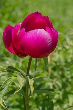 cvece za baste | dvoriste | sobe : bozur | sadnja | prolecno cvece