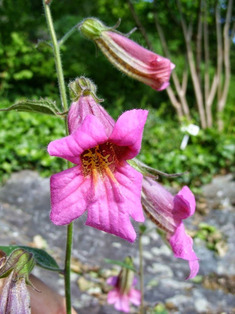 PhyloBotanist: Botany picture #154: Rehmannia angulata