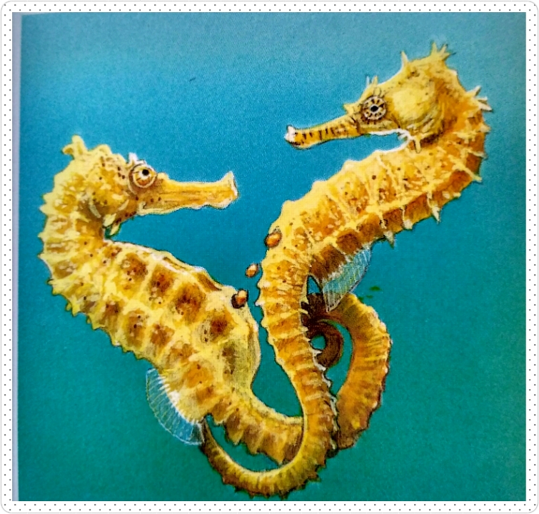 FAKTA UNIK KUDA LAUT YANG HARUS DIKETAHUI - TAMAN BACA BINTANG ...