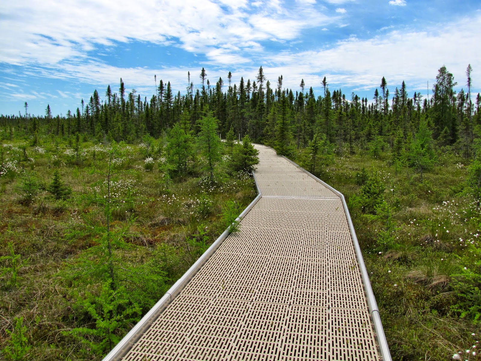 TopicDomain.Com: Minnesota's Big Bog State Recreation Area