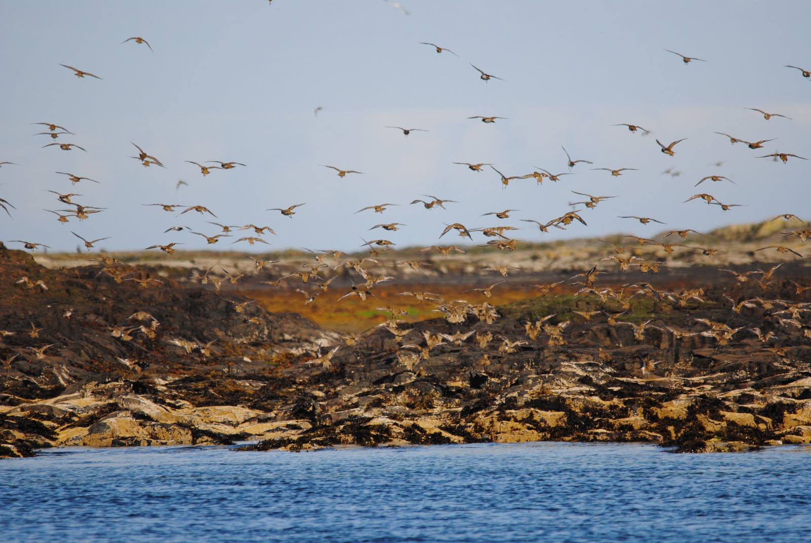 600+ Golden Plovers on Longstone Island - Serenity Farne Islands Boat ...