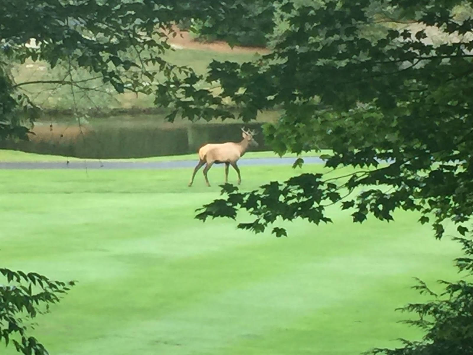 Highlands Falls Country Club Golf Course Maintenance: Elk at Highlands ...