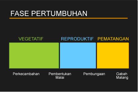 BP4K Kabupaten Cianjur: FASE PERTUMBUHAN TANAMAN PADI