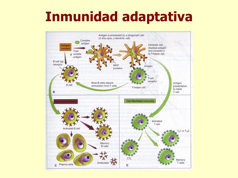 Estudiante de medicina: Inmunidad adquirida