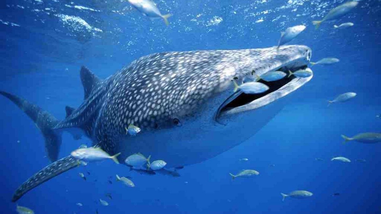 Los 5 animales más grandes del océano