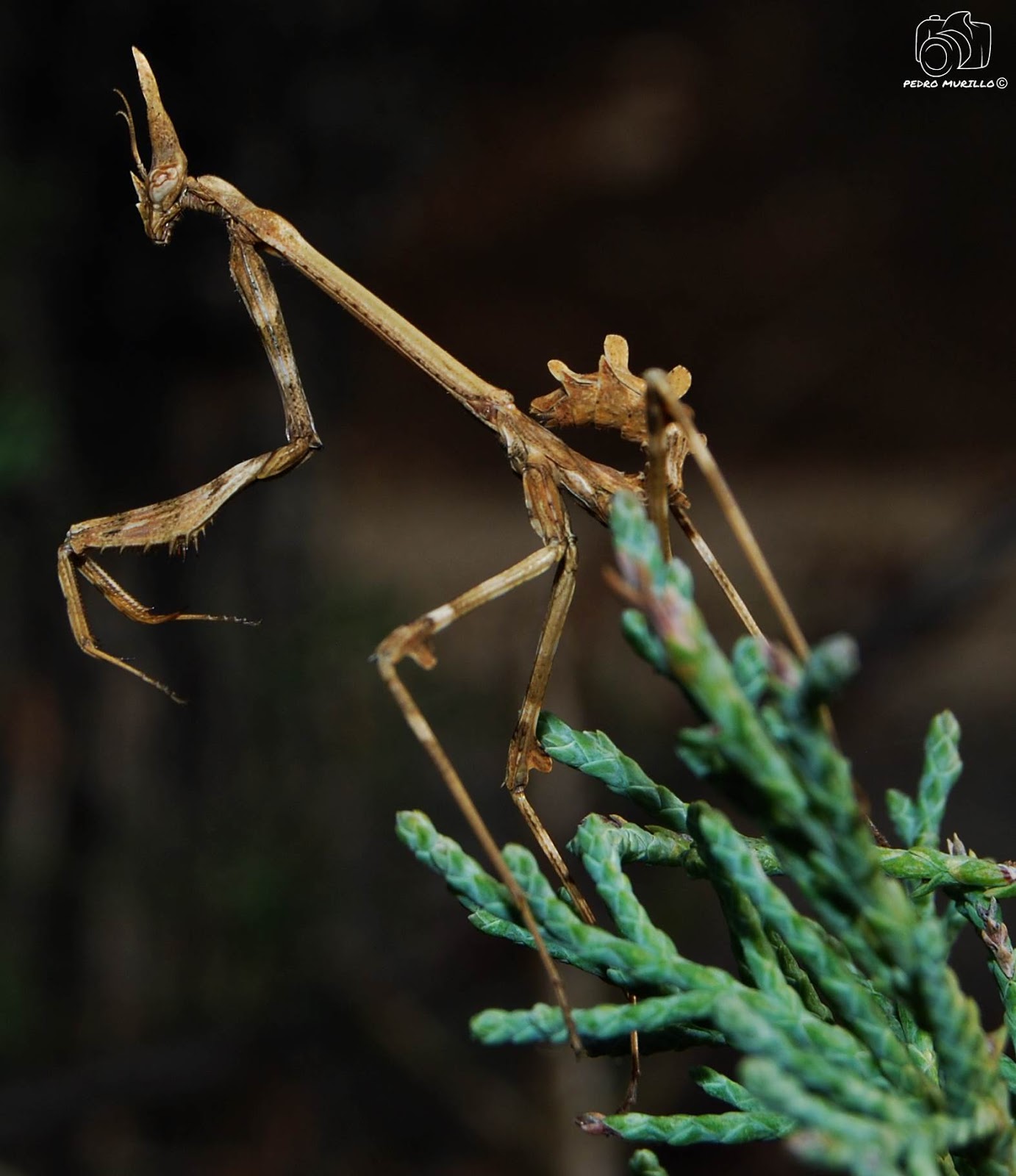 Las excursiones de Murillo "murillonature": Mantis palo (Empusa pennata ...